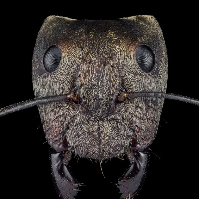 Ant Under Microscope: Anatomy, Observation Tips, and Insights