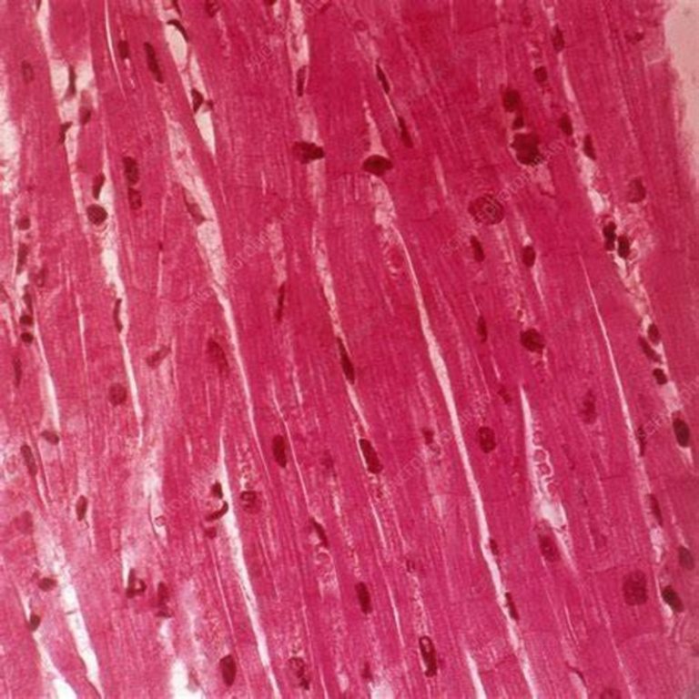 Cardiac Muscle Under Microscope: A Closer Look at Histology
