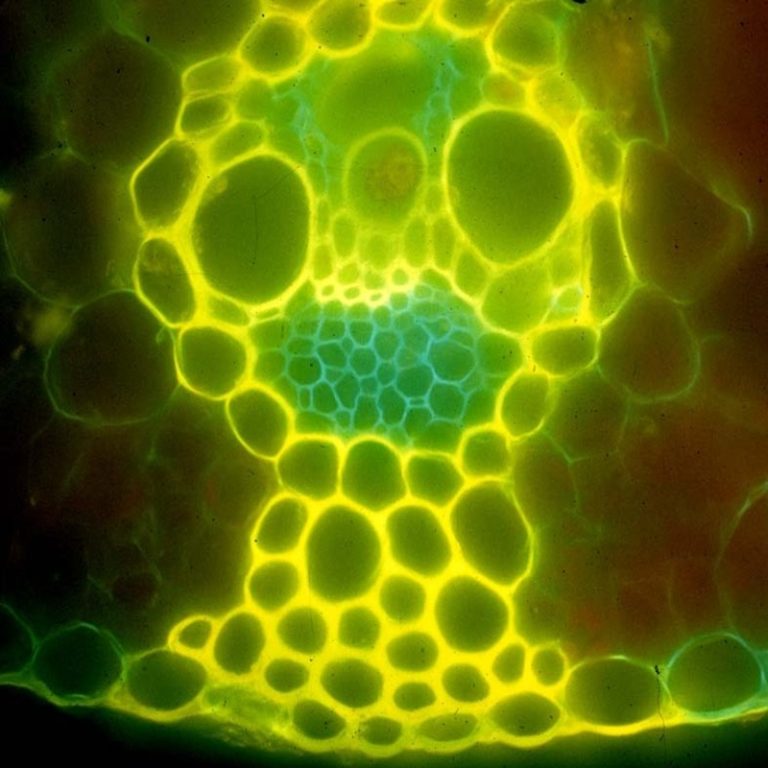 Grass Under the Microscope: Plant Structures and Functions