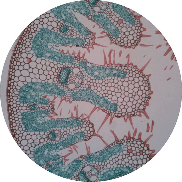 Grass Under the Microscope: Plant Structures and Functions