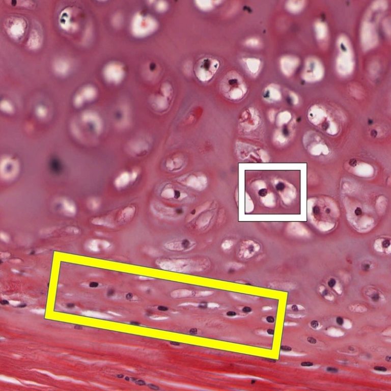 Hyaline Cartilage Under Microscope: Structure and Functions