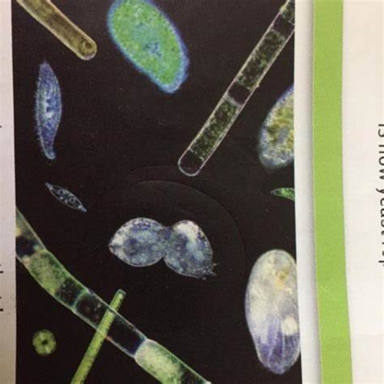 Pond Water Under a Microscope: Microscopic Life and Ecosystem